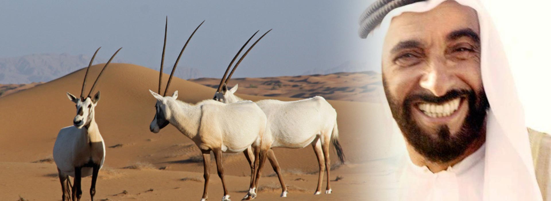 Sheikh Zayed Efforts to Conserve Arabian Oryx