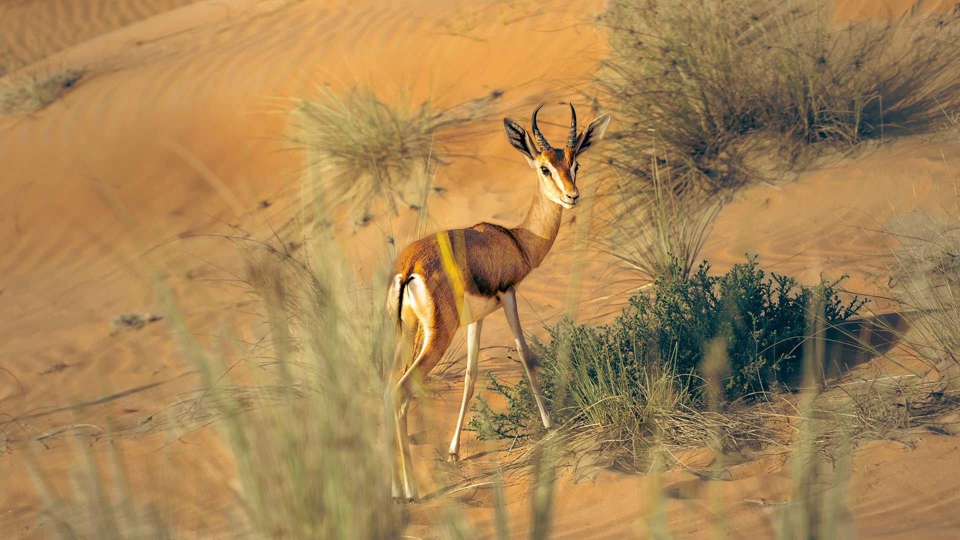 Ethical Animal Tourism in Dubai